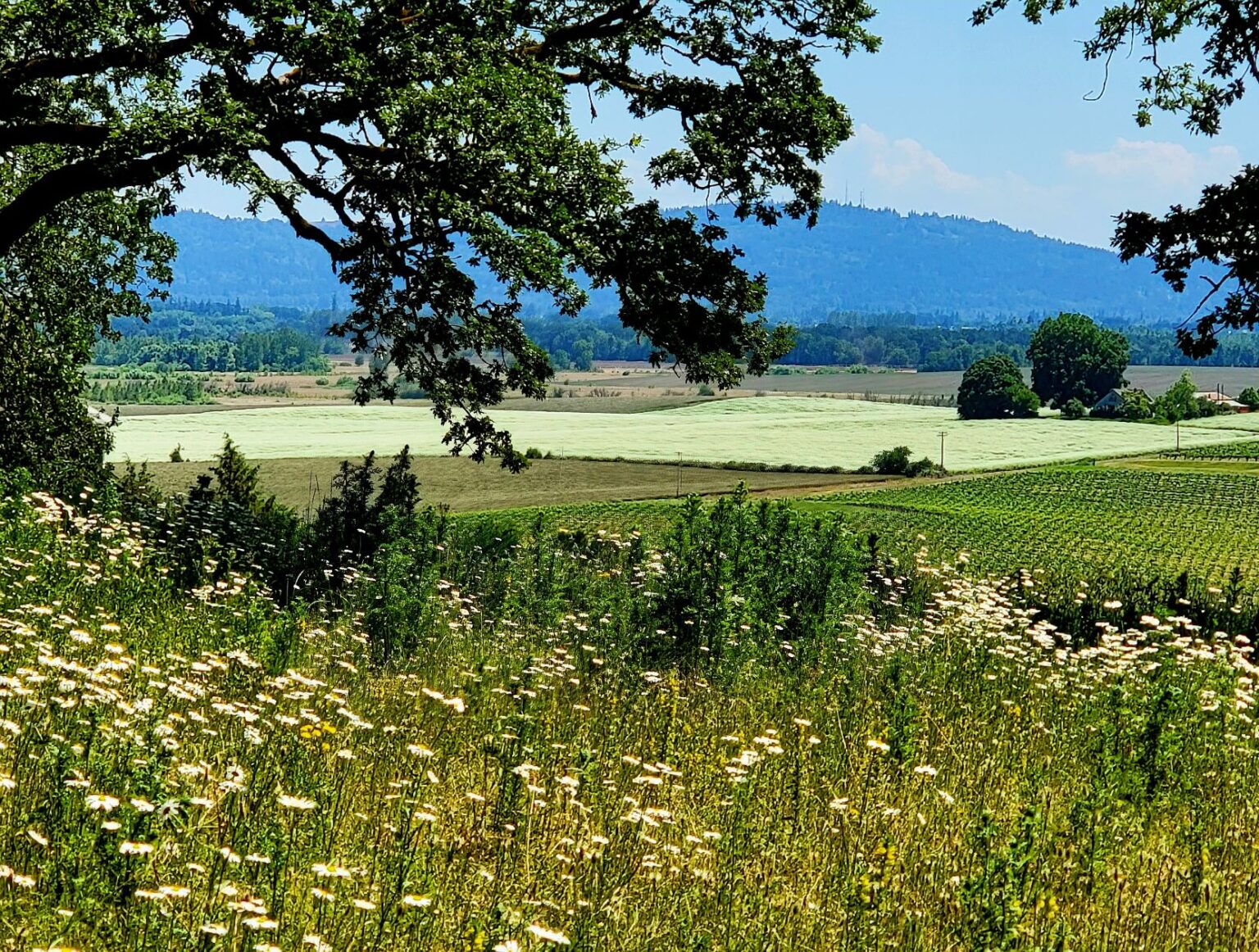 Come Visit the Wine Country of the Willamette Valley ! | Thirsty Explorer®